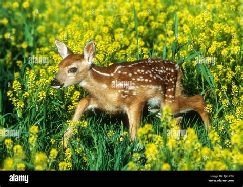 North America United States Montana National Bison Range Wildlife Mammals Deer Whitetail