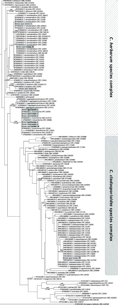 maximum likelihood tree inferred from partial sequences of the actin