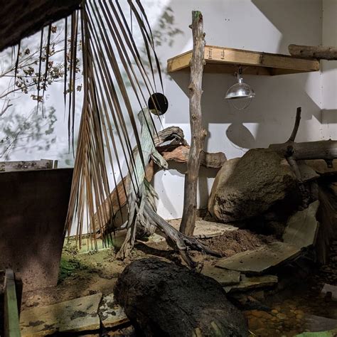 I See You Clever Girl Toothless Reptiles Facebook