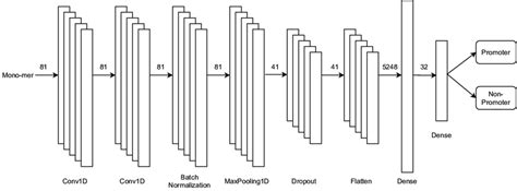 First Stage Multiclass Cnn Architecture For Promoters Recognition In