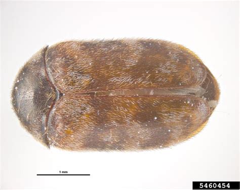 Warehouse Beetle Trogoderma Variabile Ballion 1878