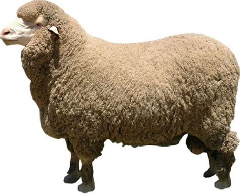 What Is Wool Typesbreedsshearinggradingqualities
