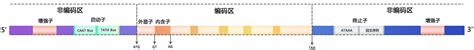 基因结构 知乎