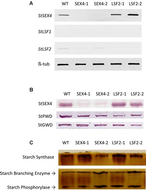 Frontiers Repression Of Sex4 And Like Sex Four2 Orthologs In Potato