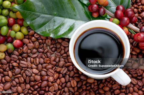 아라비카와 로부스타 유기농 커피 베리 콩을 나무에 새는 생 또는 잘 익은 붉은 가지 자바의 농장에서 농부 작물 과일을 커피 나무 농장 필드 배경 개념 커피 마실 것에 대한