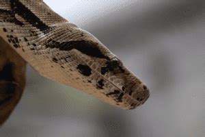 Ball Python Mites Causes Treatment Prevention
