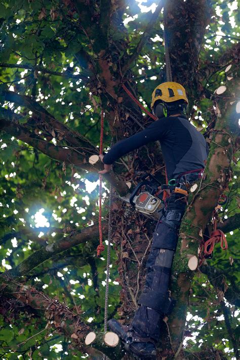 Working With A Tree Trimming Service Prosper TX S P Tree Service