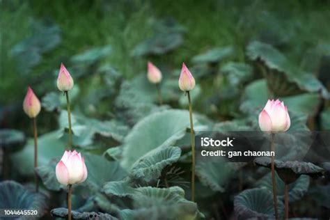 로터스 꽃의 꽃 봉 오리입니다 배경은은 로터스 잎 및 연꽃과 로터스 버드와 나무 이다 요코하마 가나가 현 일본 산케이 위치를 촬영 개화기에 대한 스톡 사진 및 기타 이미지