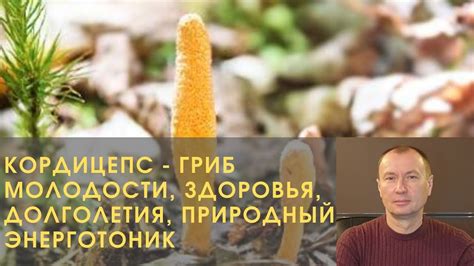 КОРДИЦЕПС - ГРИБ МОЛОДОСТИ, ЗДОРОВЬЯ, ДОЛГОЛЕТИЯ, ПРИРОДНЫЙ ЭНЕРГОТОНИК ...