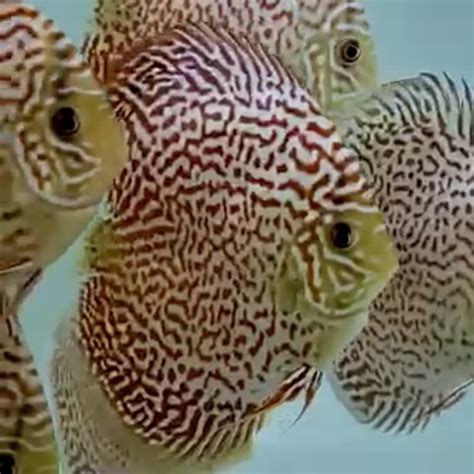 Red Ruby Maze Leopard 12 13cm Bo Ozdiscus