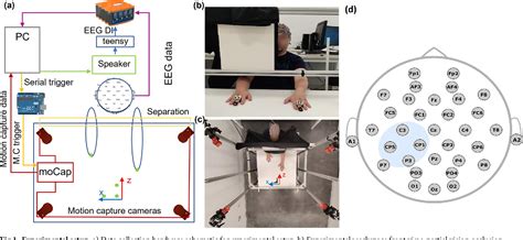 Figure 1 From Neural Correlates Of Bilateral Proprioception And