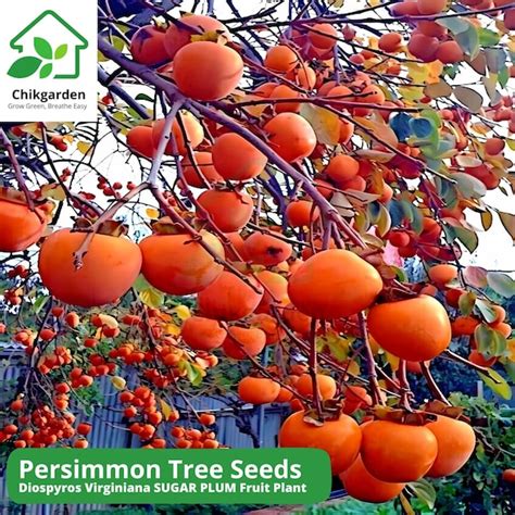 Dwarf Persimmon Tree Etsy