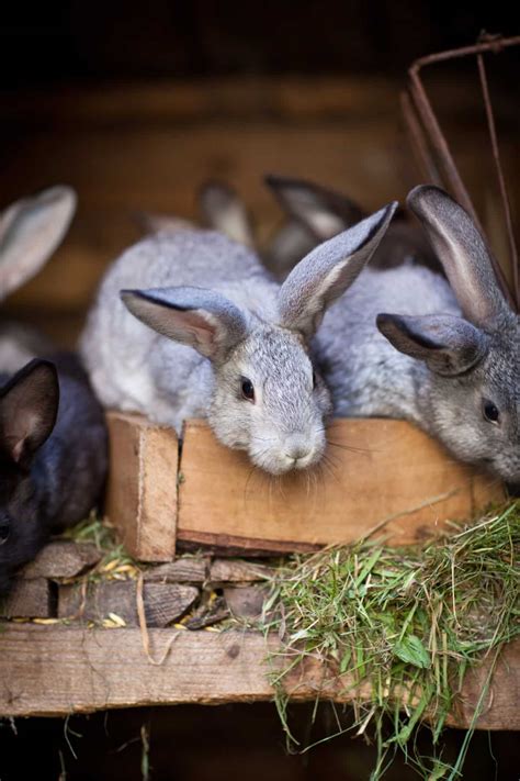 Complete Guide To The Best Hay For Rabbits Reviews More Every Bunny Welcome