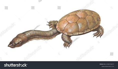 Eastern Long Necked Turtle Over 4 Royalty Free Licensable Stock