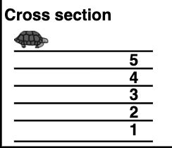 Geologic Time Flashcards Quizlet