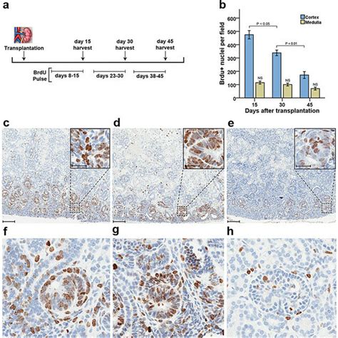 Cellular Proliferation In The Nephrogenic Zone Of The Human Fetal