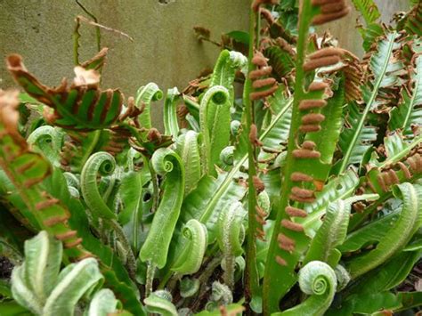 Tongvaren Asplenium Scolopendrium Tuin