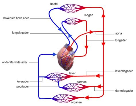 Bloedsomloop Kleurplaat