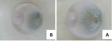 Mutual Cultivation Of Mutant Trichoderma Isolates On Pda Medium After 3