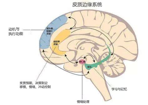 尽早干预！经颅磁刺激拨开抑郁症患者生命的迷雾 知乎