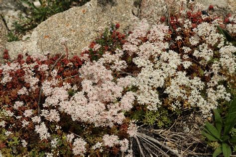 White Stonecrop Leaves Stock Photo Image Of Flora Greazy