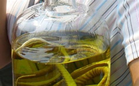 Societe Soupe De Serpent Un Plat Encore Trop Méconnu