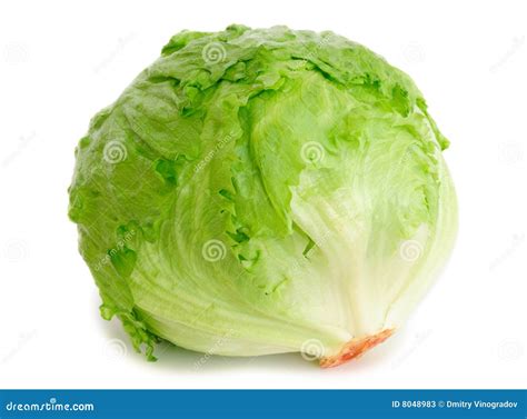 Cabbage Lettuce Stock Image Image Of Healthy Vegetable