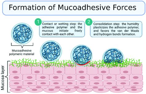 Formation Of Mucoadhesive Forces Scheme Created With Download Scientific Diagram