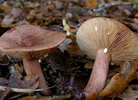 Млечник дубовый фото и описание гриба как готовить и где растет