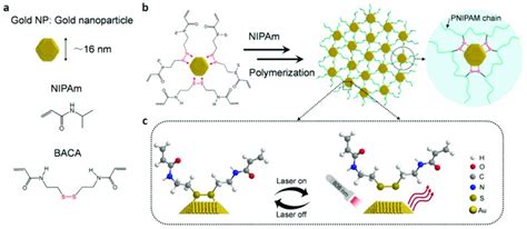 Schematic Illustrations Of Gold Thiolate Interaction Triggered Download Scientific Diagram