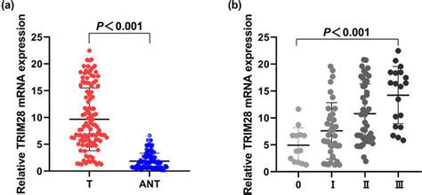 The Analysis Of Trim28 Expression By Pcr A Trim28 Expression In Bc Download Scientific