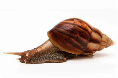Giant African Land Snails Detailed Guide Care Diet And Breeding