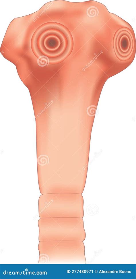 Adult Taenia Saginata Scolex With Suckers Stock Image Illustration Of