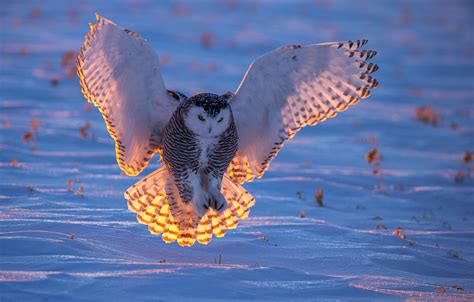 Snowy Owl Flying