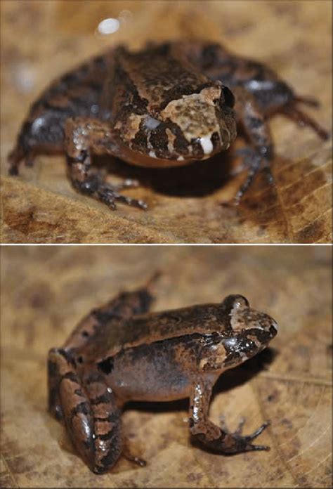 Frog Sacral Hump