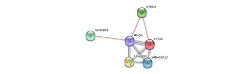 RTKN2 Gene - GeneCards | RTKN2 Protein | RTKN2 Antibody
