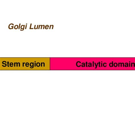 Typical Structure Of The Sialyltransferase Sialyltransferases Have A