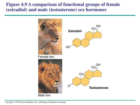 Carbon And The Molecular Diversity Of Life Ppt Download