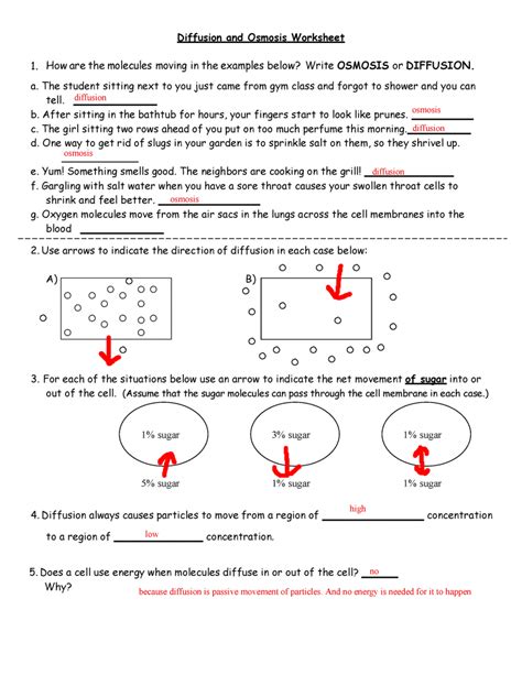 Osmosis And Diffusion Worksheet Printable Pdf Template