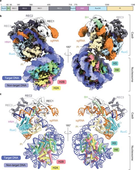 Cryo Em Structure Of Cas9 Sgrna Nucleosome Complex Targeting Linker Download Scientific Diagram