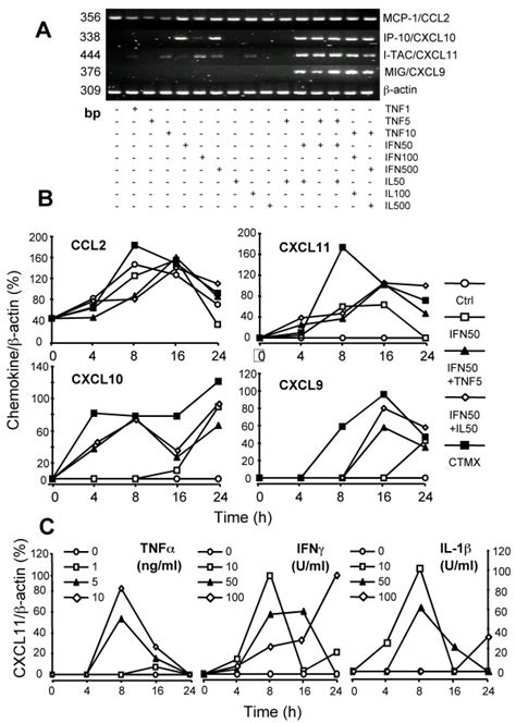 Mrna Expression Of Ccl2 And Cxcr3 Agonistic Chemokines By A549 Cells A