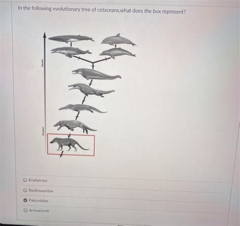 Solved In The Following Evolutionary Tree Of Cetaceanswhat