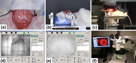 Lab Set Up For In Vivo Applications A Calvarial Bone Defects Of Download Scientific Diagram