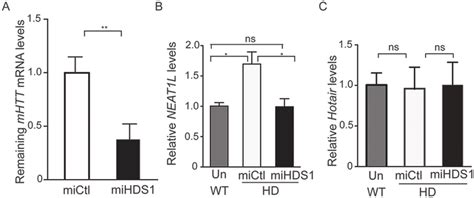 mhtt knockdown restores neat1l expression eight week old bachd mice