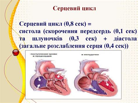 Система кровообігу Серце людини будова функції механізм роботи