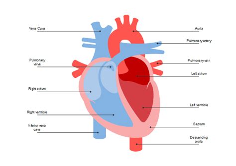 Basic Labeled Heart Diagram