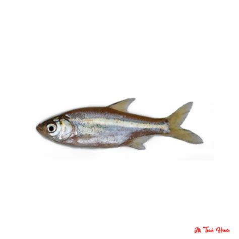 Mola Fish Ak Tradehouse