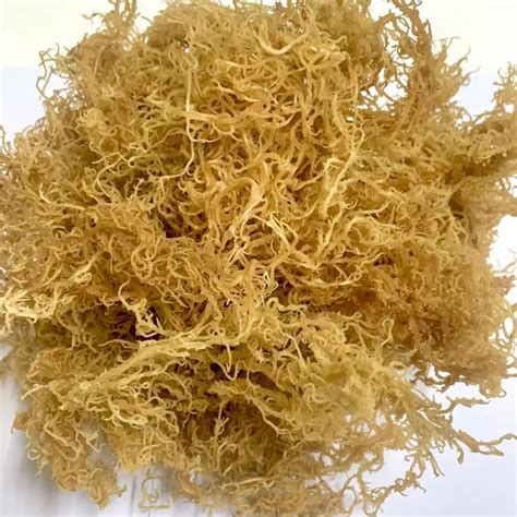 Kappaphycus Alvarezii Seaweed Extract At ₹ 90 Kg Seaweed Fertilizer