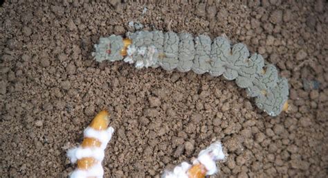 New Prospect For Wireworm Control Spud Smart