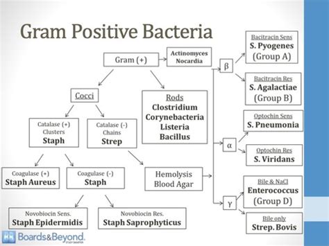 bb microbe basics of micro bacterial identification flashcards quizlet
